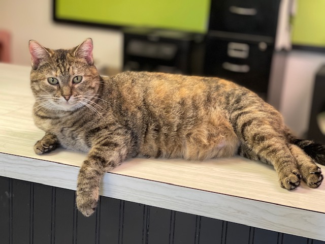 Cat for adoption - PORTOBELLO, a Domestic Short Hair & Torbie Mix in ...