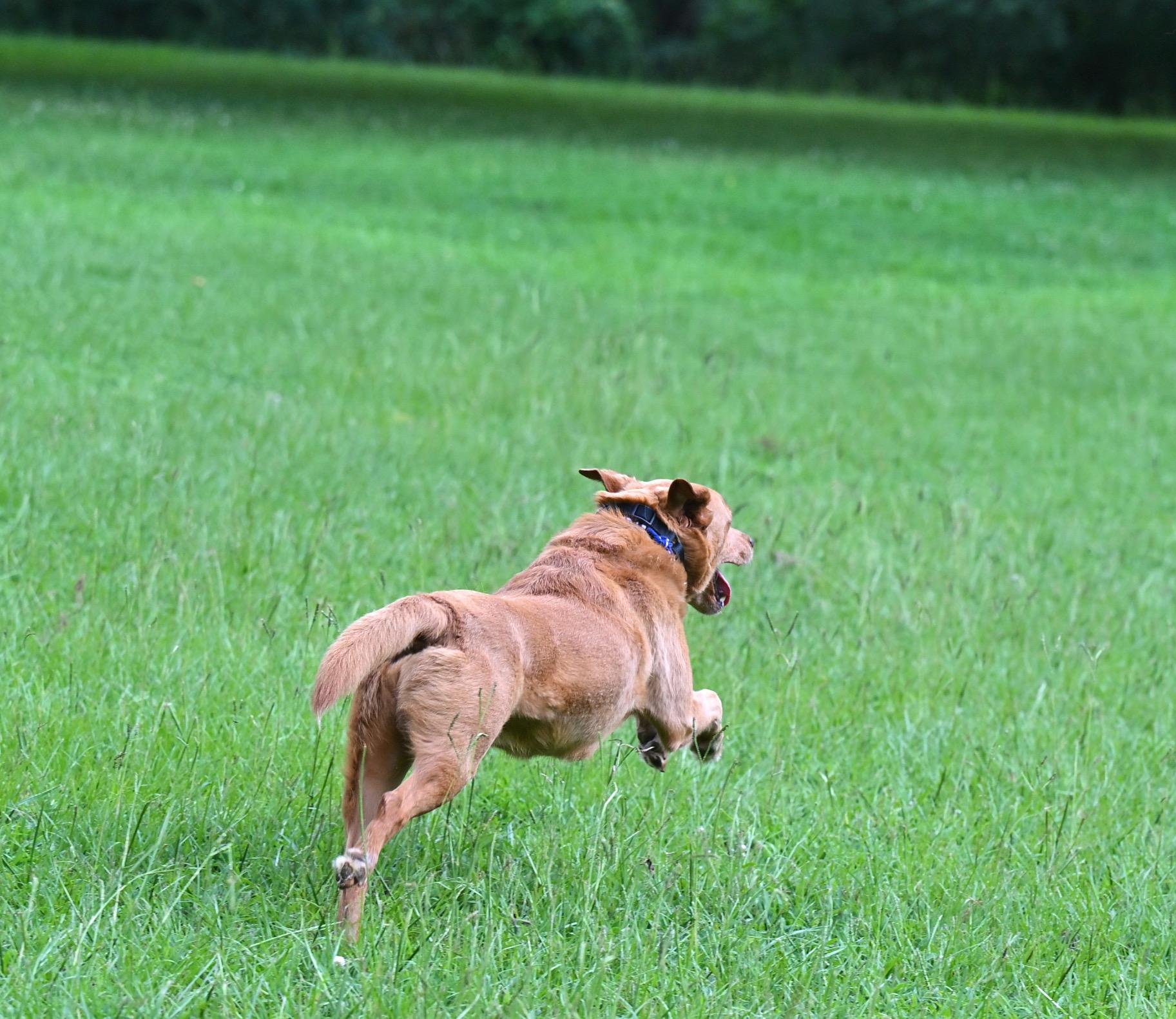 Dog for adoption - Roxie Girl, a Golden Retriever in Nashua, NH | Petfinder