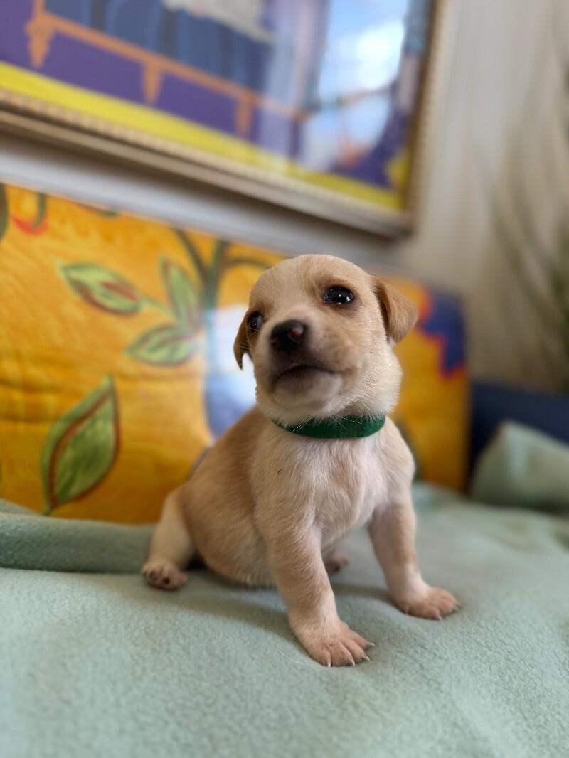 Dog for adoption - Steinbacher Goose, a Chihuahua & Labrador Retriever Mix in Richmond, VA ...