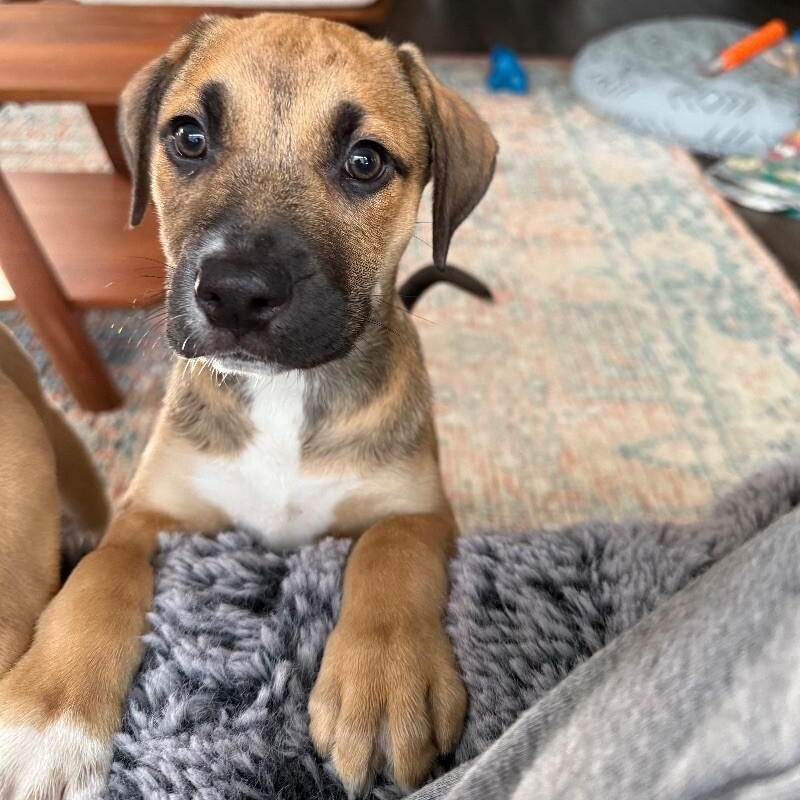 Dog for adoption - Pexton Perfect Puppy, a Labrador Retriever & Black ...