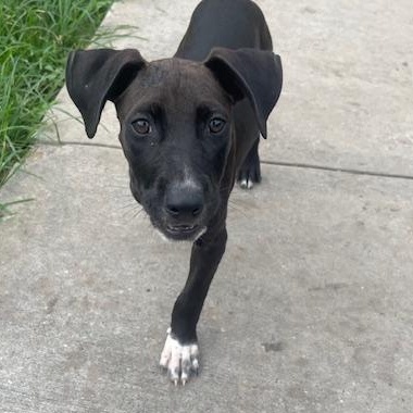 Dog for adoption - FEF GS, a Labrador Retriever Mix in Fort Lupton, CO ...
