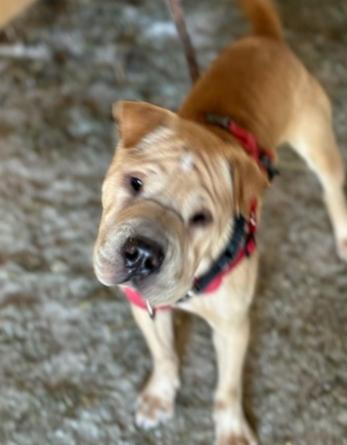 Dog for adoption - Ruckus, a Shar-Pei in Marengo, IL | Petfinder