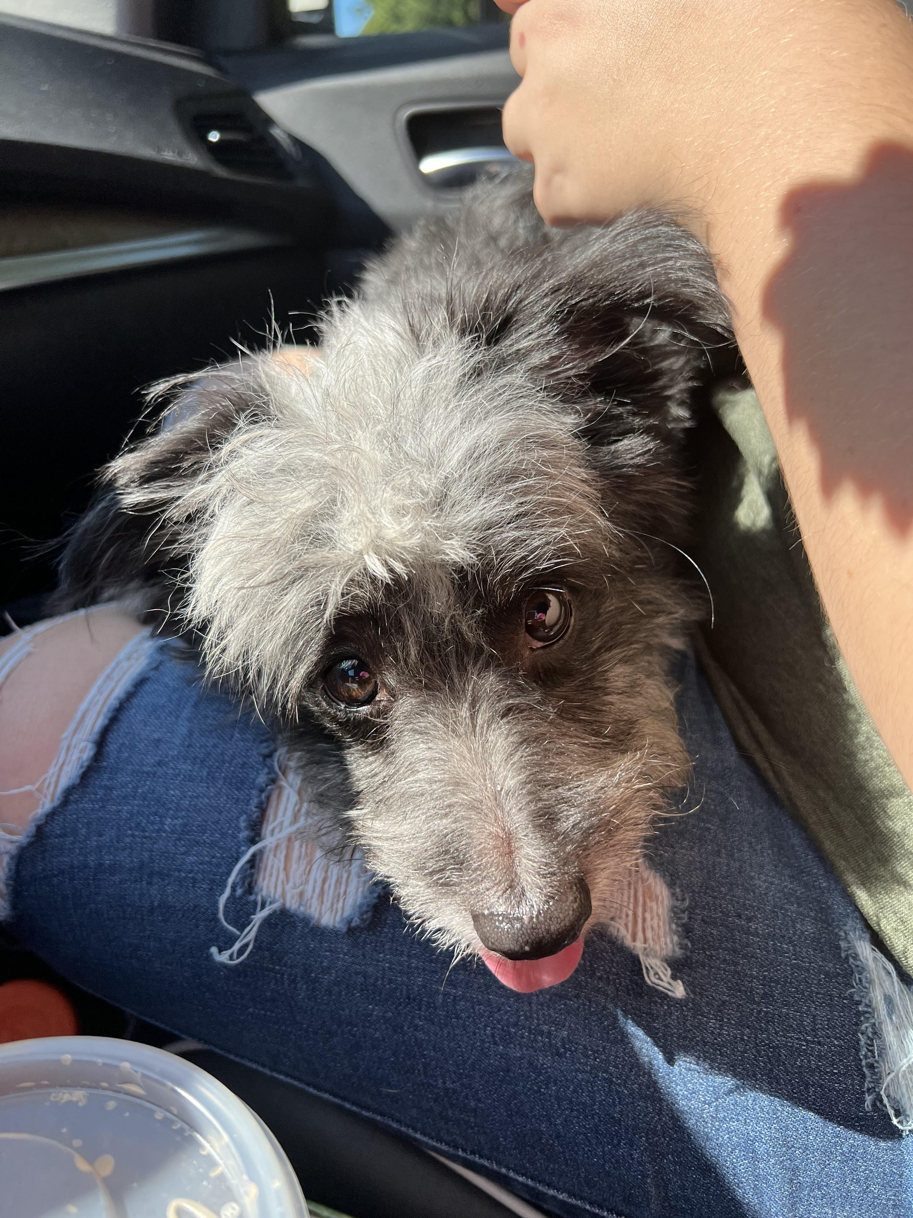 Dog for adoption - Melo, a Cairn Terrier & Yorkshire Terrier Mix in Chappells, SC | Petfinder