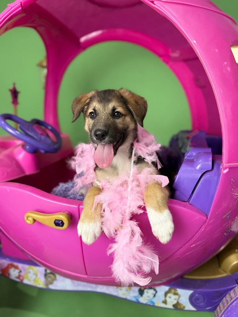 Dog for adoption - Alina, a German Shepherd Dog Mix in Bellingham, WA ...