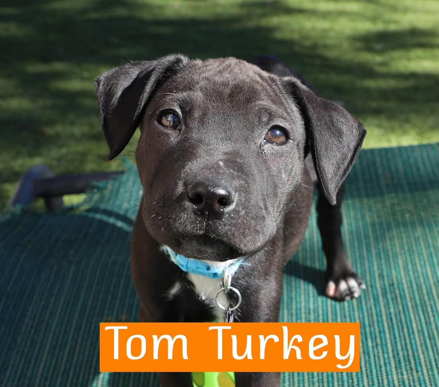 Dog for adoption - Tom Turkey, a Jack Russell Terrier & Shar-Pei Mix in ...