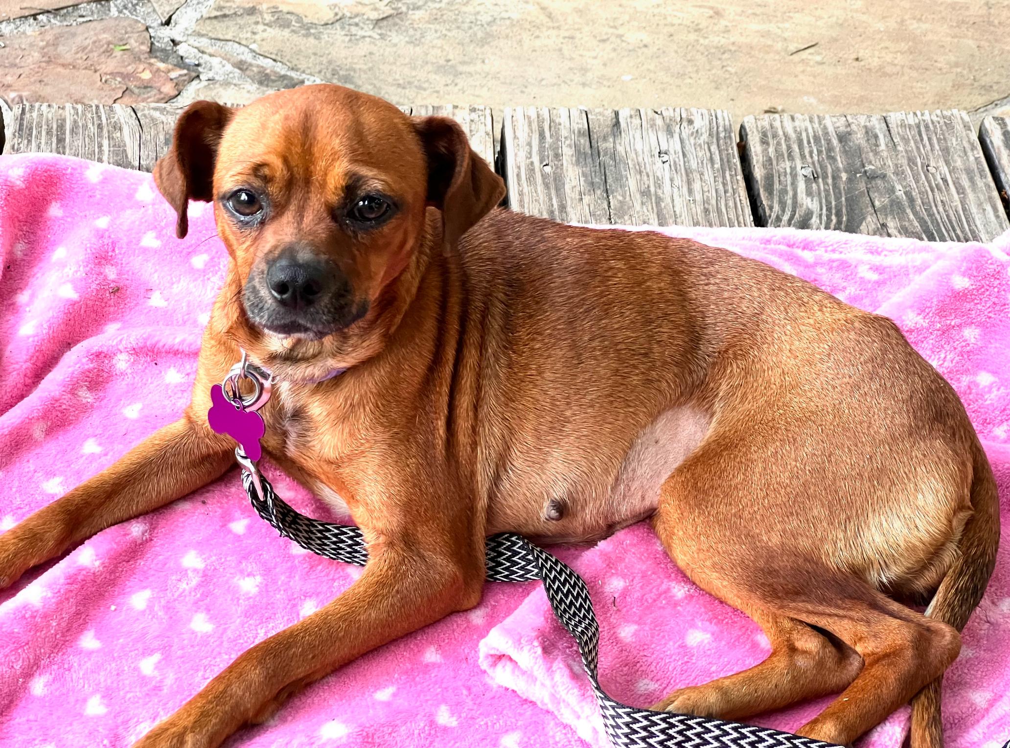 Dog for adoption - Penny, a Pug & Rat Terrier Mix in San Antonio, TX ...