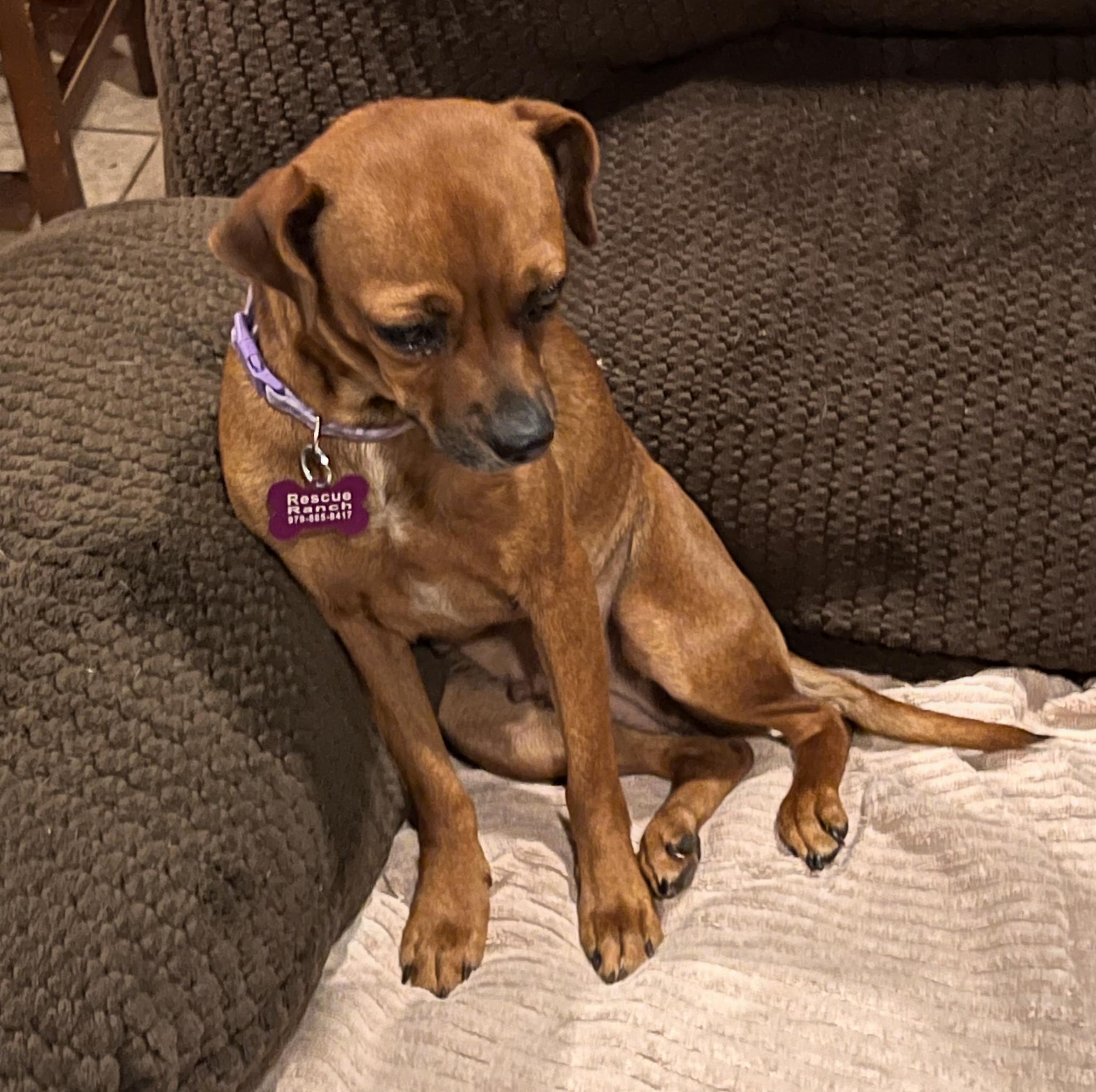Dog for adoption - Penny, a Pug & Rat Terrier Mix in San Antonio, TX ...