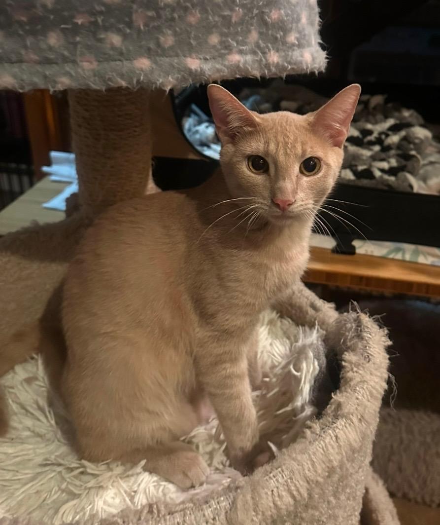 Cat for adoption - Murdock, a Domestic Short Hair in queen creek, AZ ...