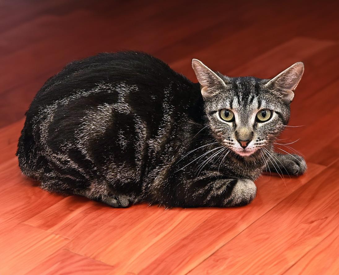 Cat for adoption - Pebbles the purr machine!, a Domestic Short Hair in ...