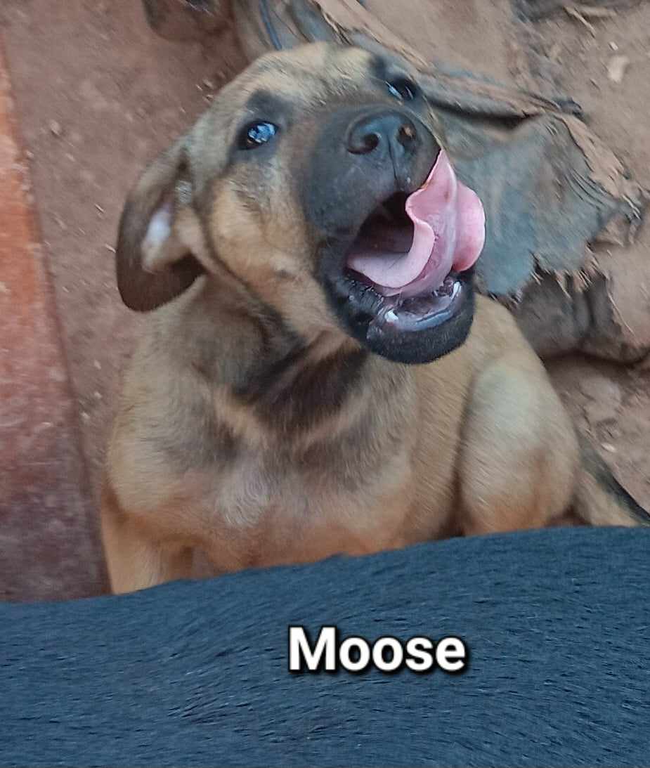 Dog for adoption - Bambi and Moose, a Bloodhound & Black Mouth Cur Mix in Bellingham, WA | Petfinder