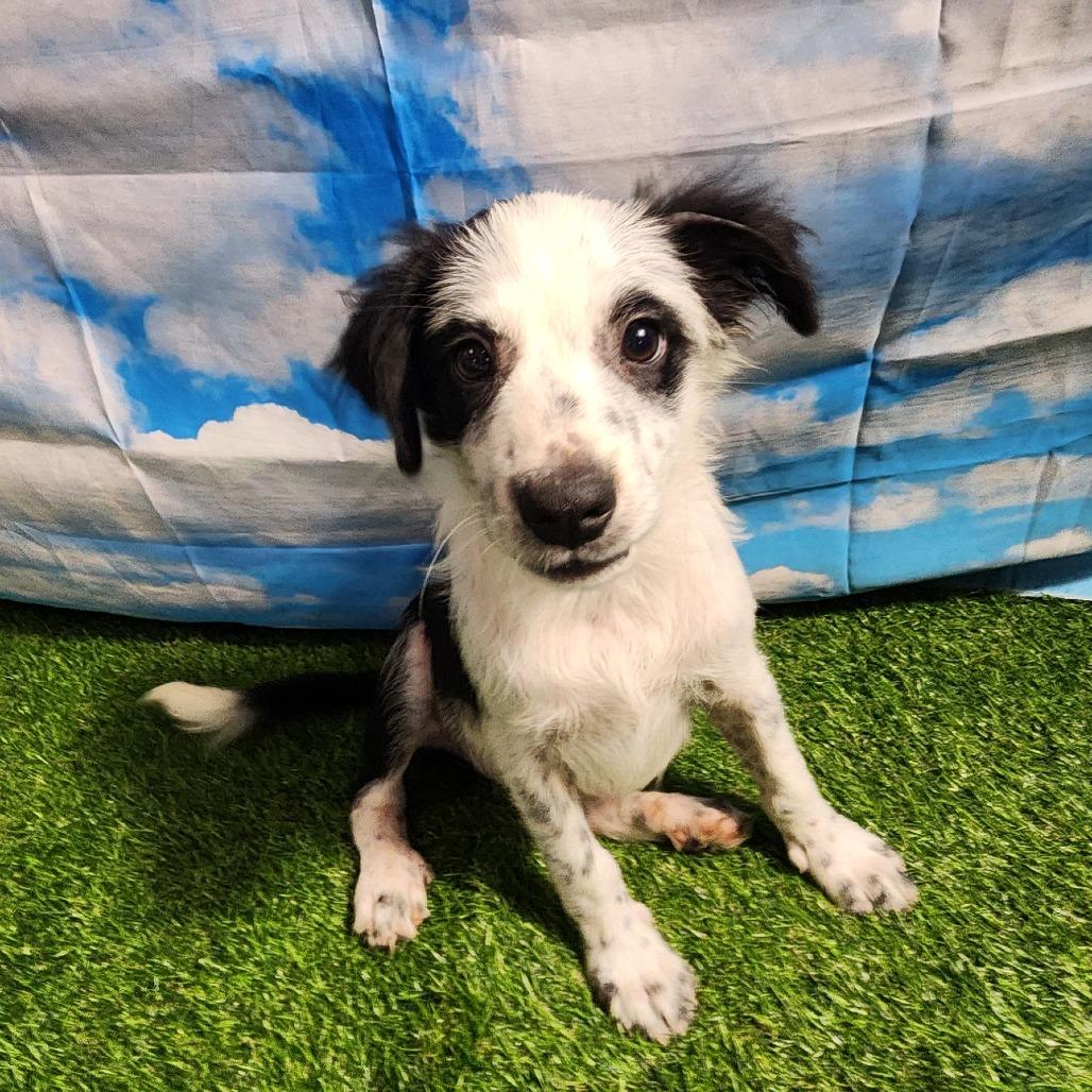 Dog for adoption - Briar FJ, a Border Collie Mix in Federal Way, WA ...