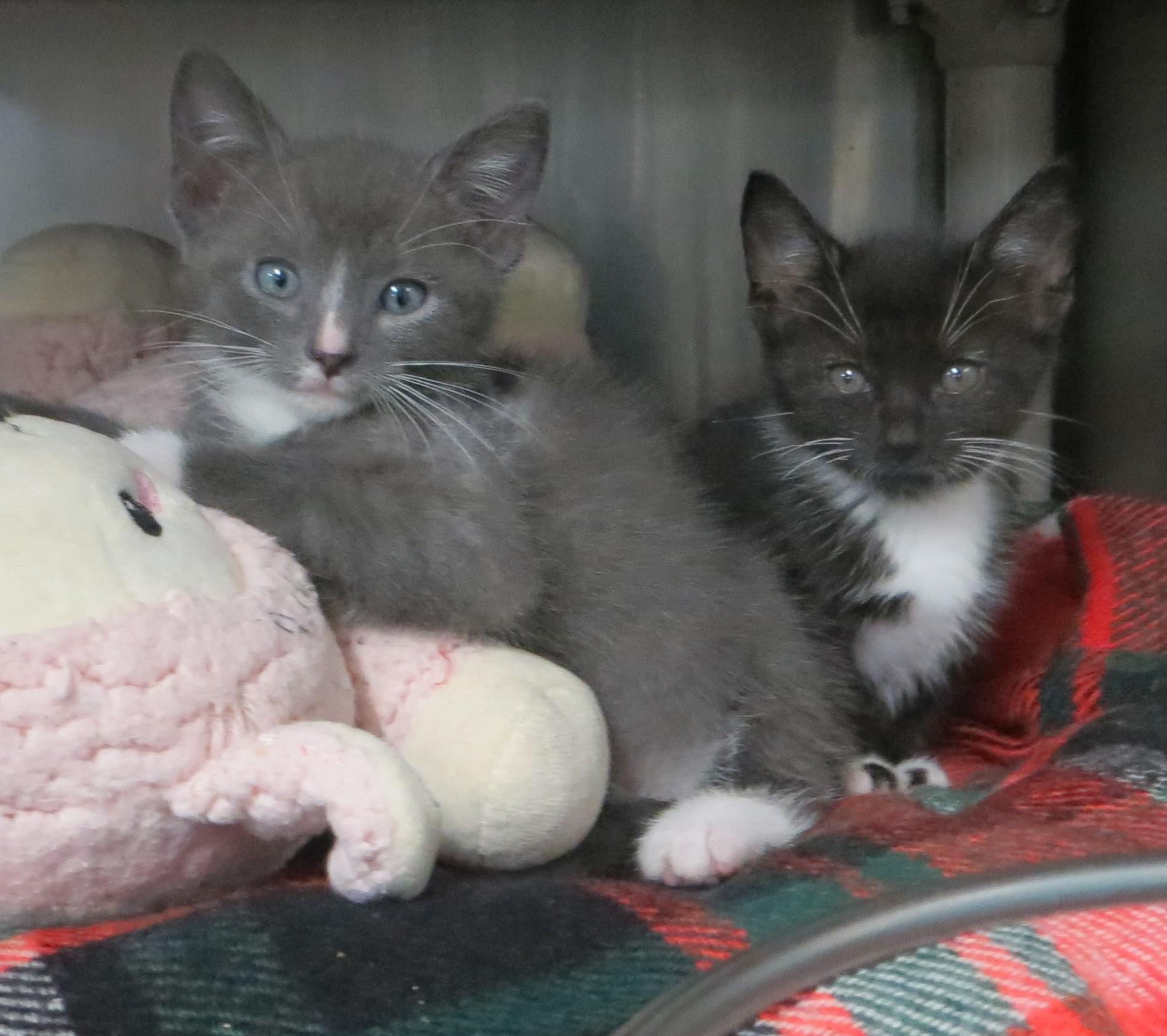 Cat for adoption - BUG & BEATLE, a Domestic Short Hair in Taunton, MA ...