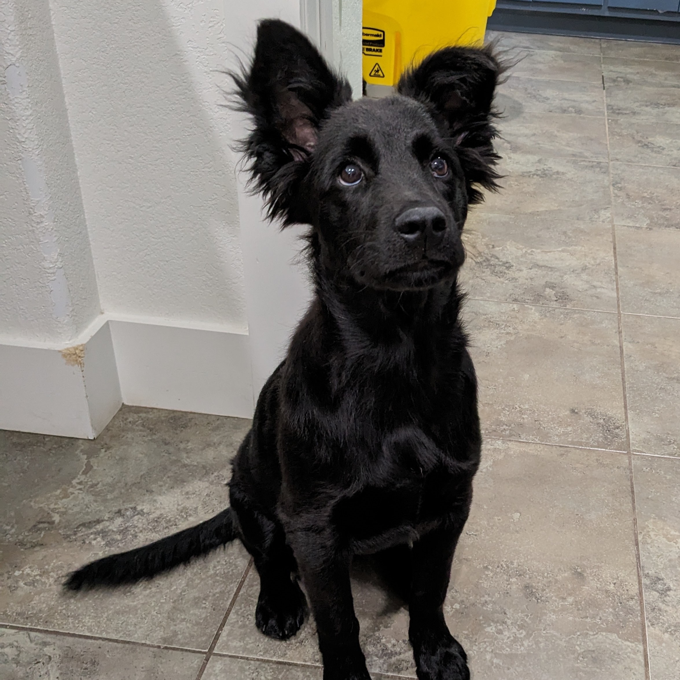 Adopt A Friend - Bella Vista Animal Shelter