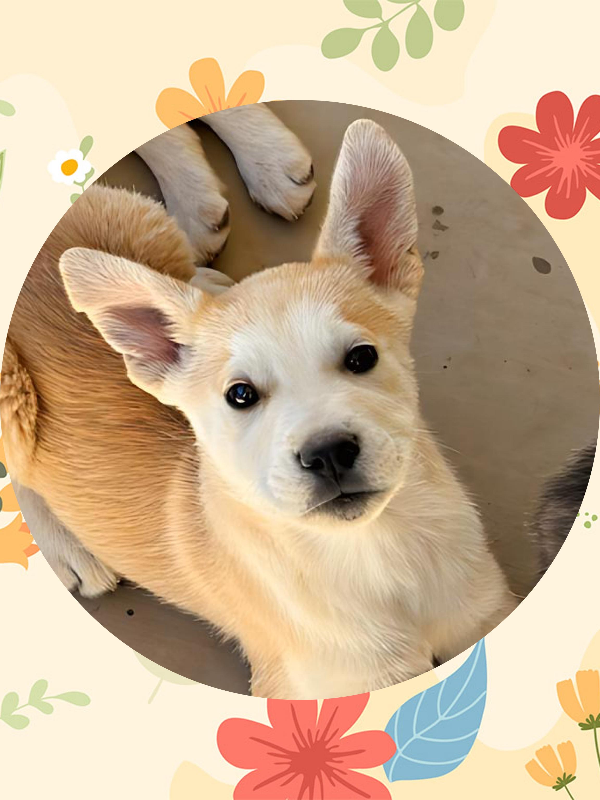 Dog for adoption - ADONIS, an Australian Shepherd & Labrador Retriever ...