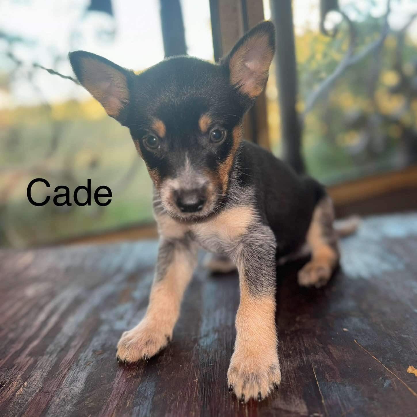 Dog for adoption - Cade, an Australian Cattle Dog / Blue Heeler ...