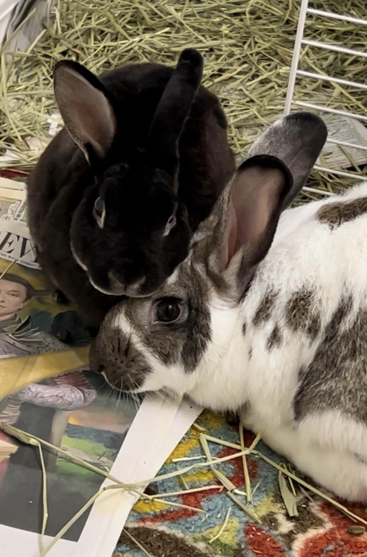 Rabbit for adoption - Miss Dixie & Dawson, a Bunny Rabbit in Paradis ...