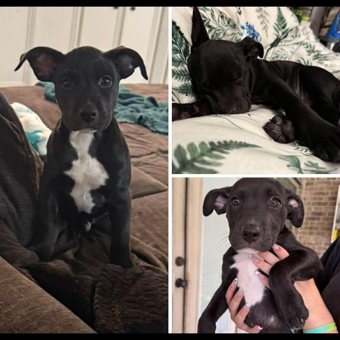 Dog for adoption - Riley, an American Staffordshire Terrier in Edison ...