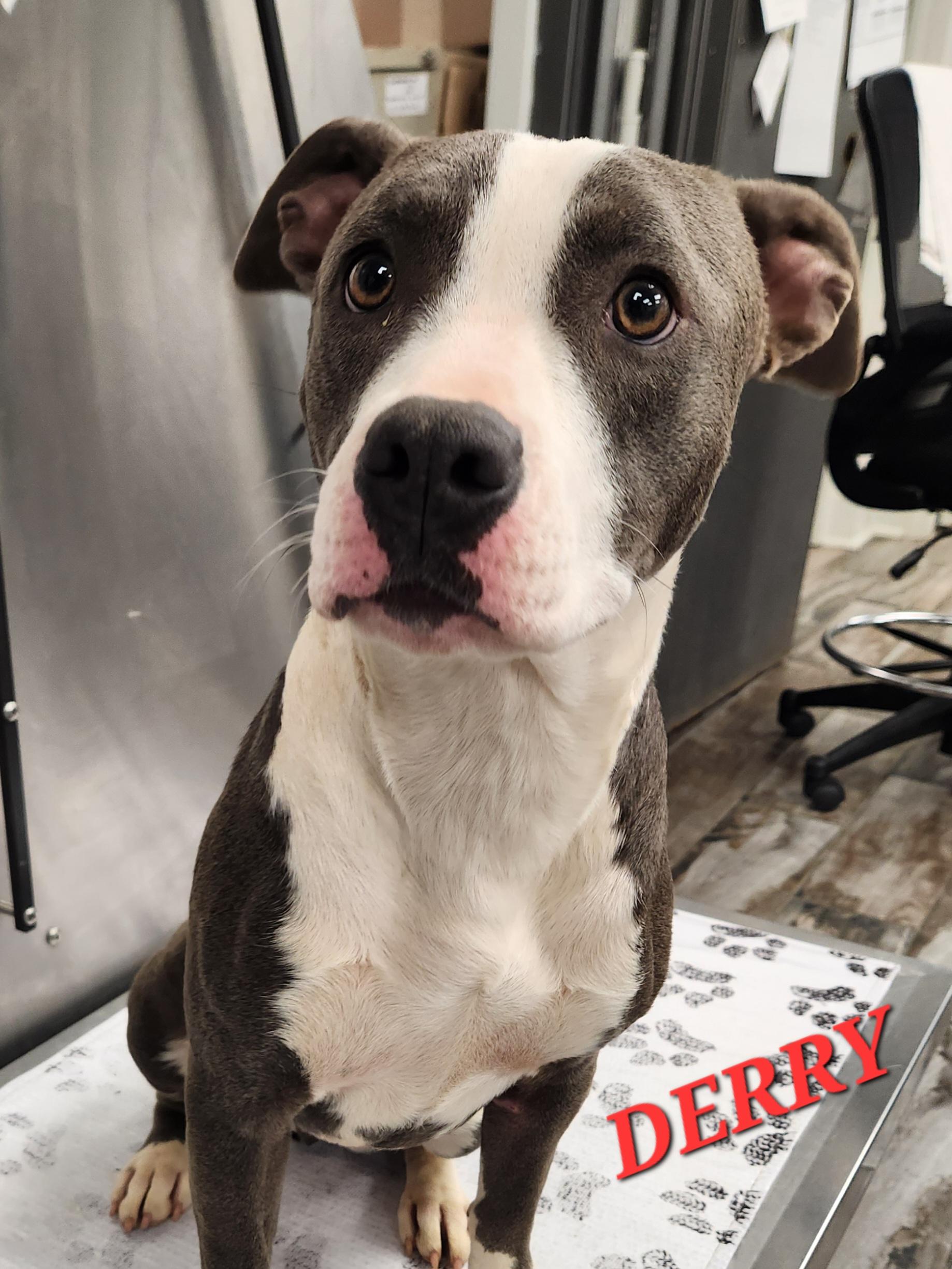 Derry - Adoptable Pet | Petfinder | Petfinder