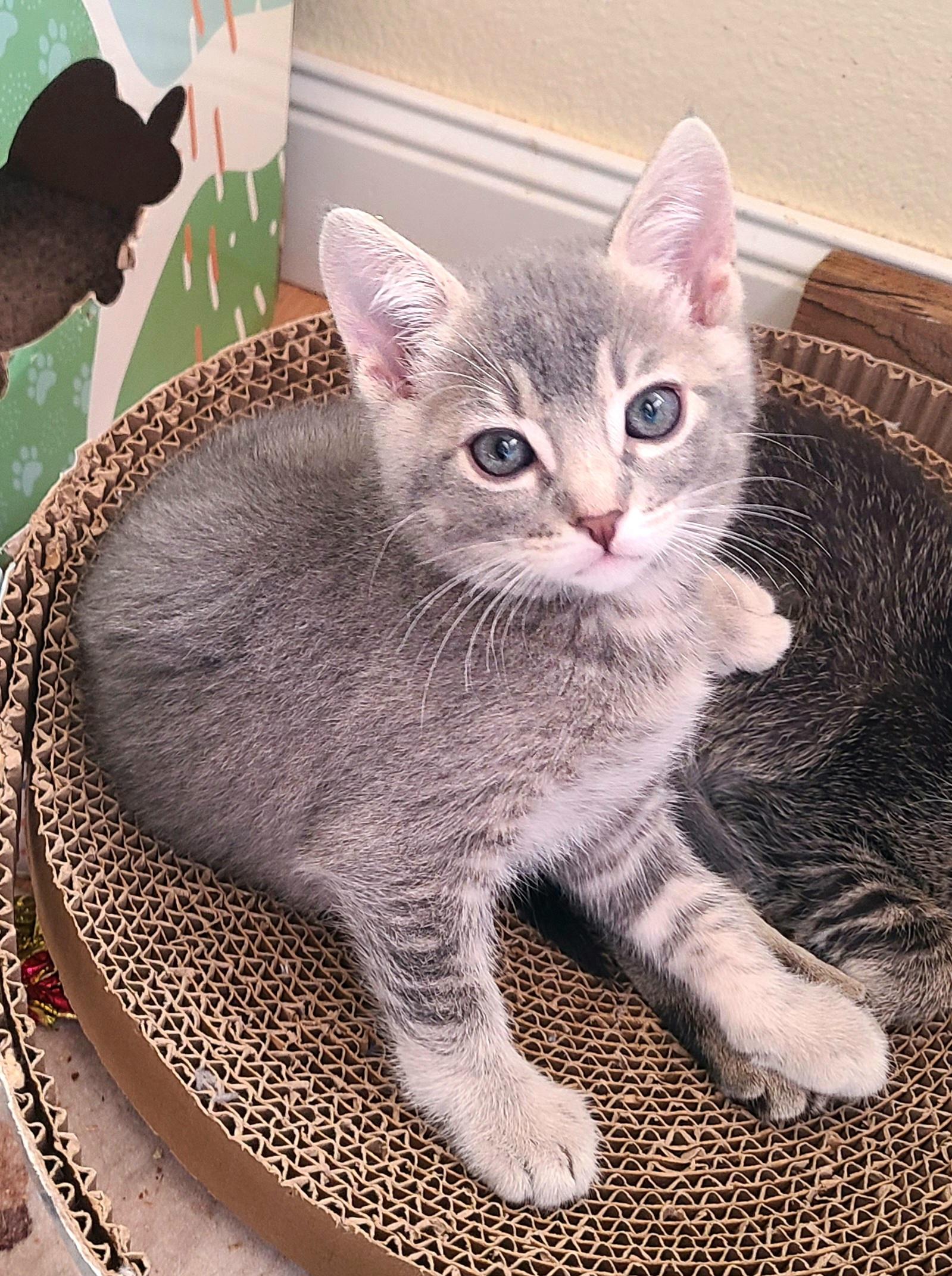 Bjorn & Gunnar - Adoptable Pet | Petfinder | Petfinder