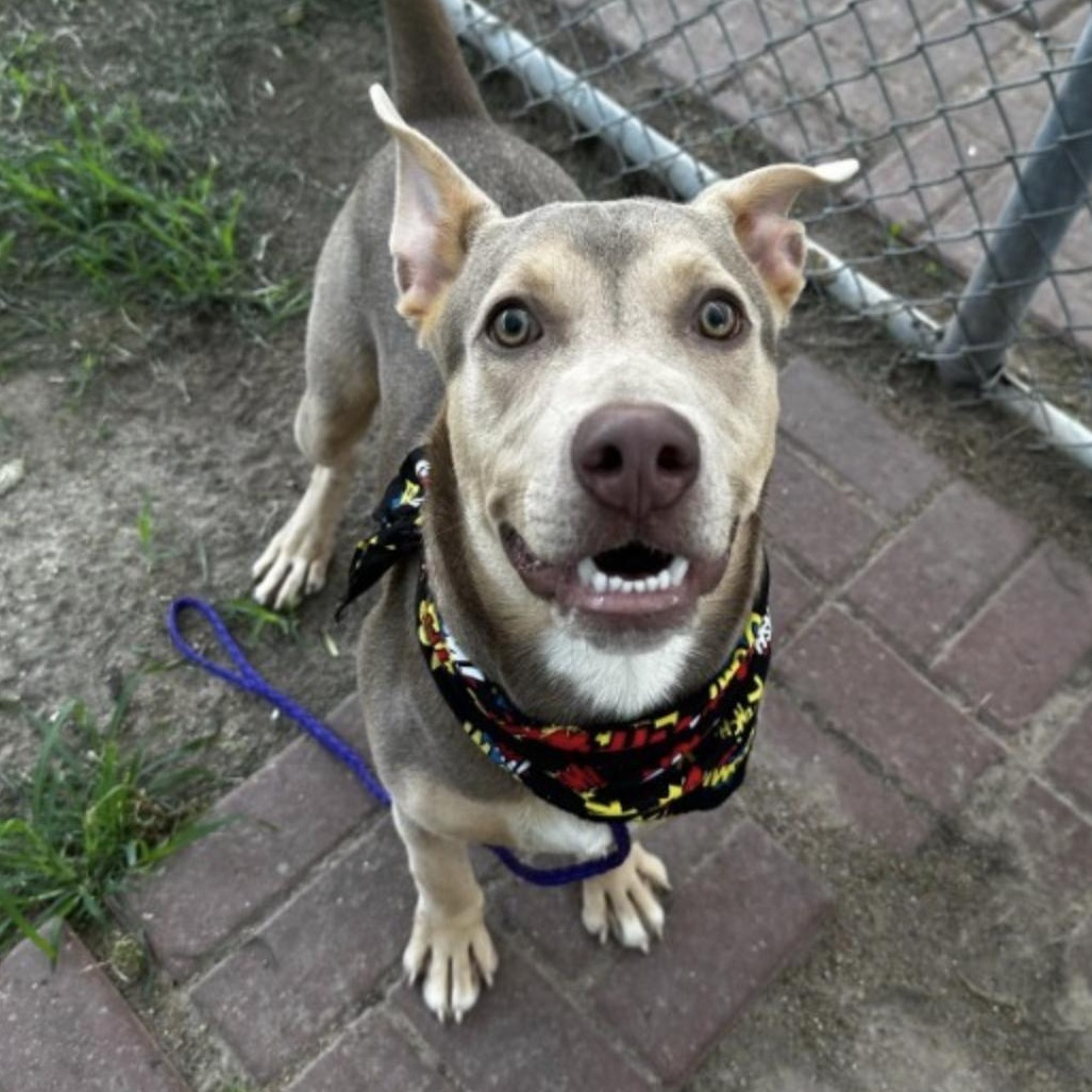 Dog for adoption - Hercules, a Terrier & Husky Mix in Trenton, ON ...