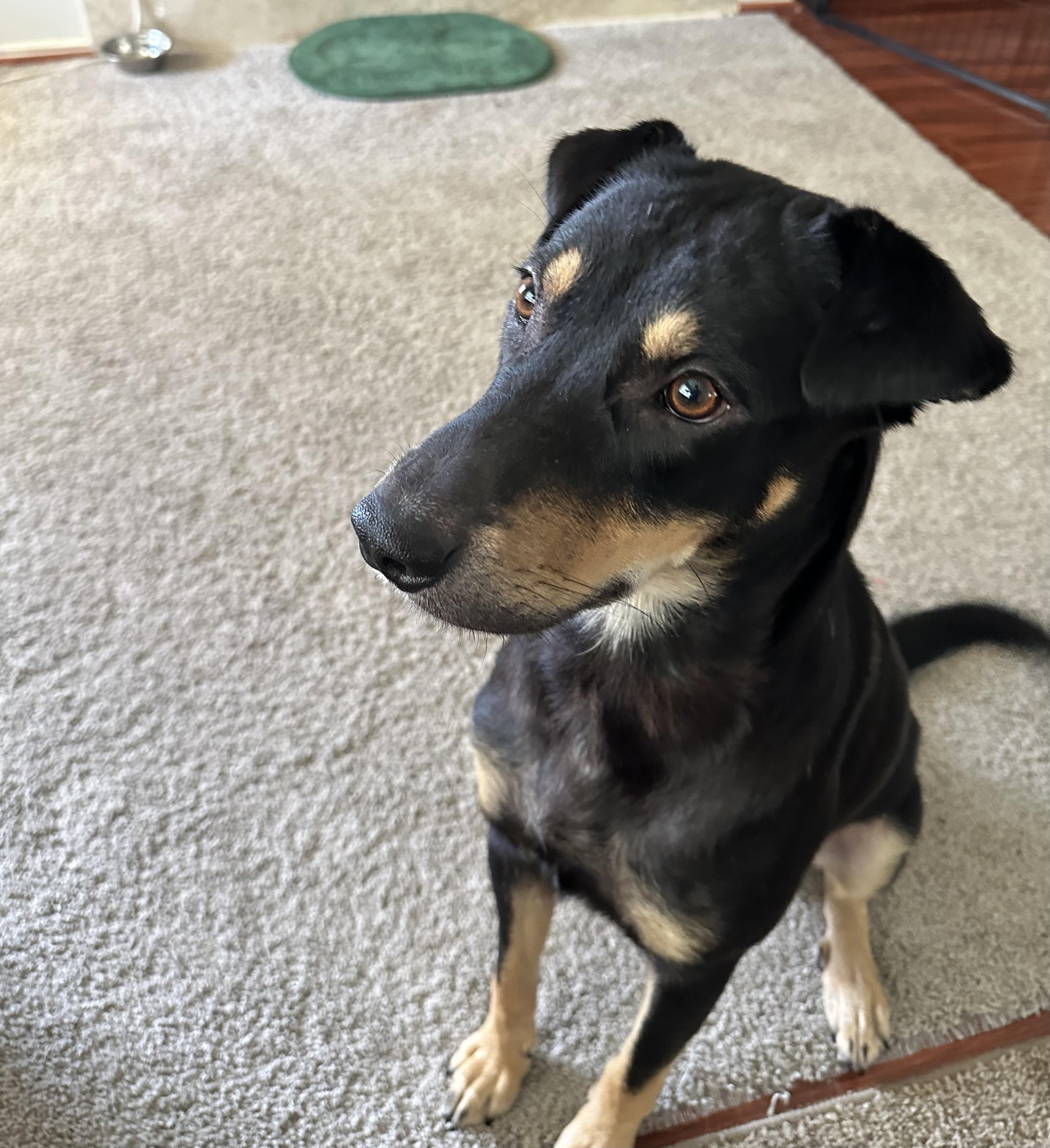 Dog for adoption - Casper, a Black Labrador Retriever & Doberman ...