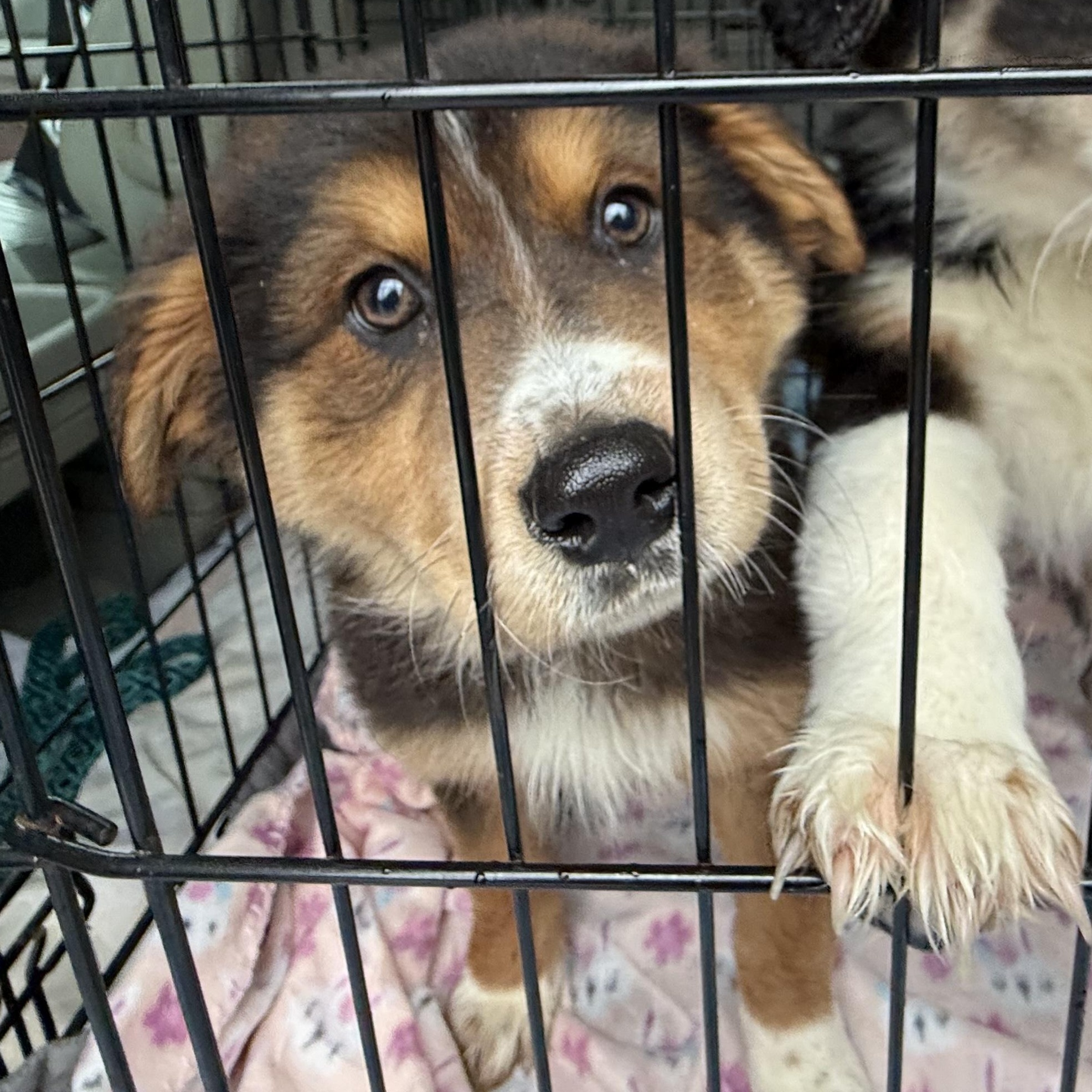 Nutella - Adoptable Pet | Petfinder | Petfinder