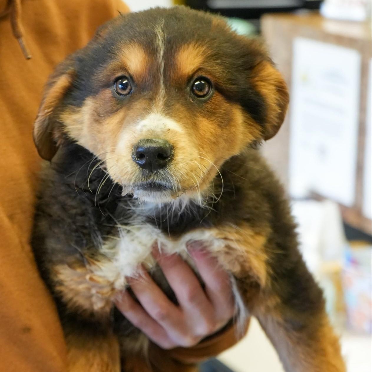 Nutella - Adoptable Pet | Petfinder | Petfinder