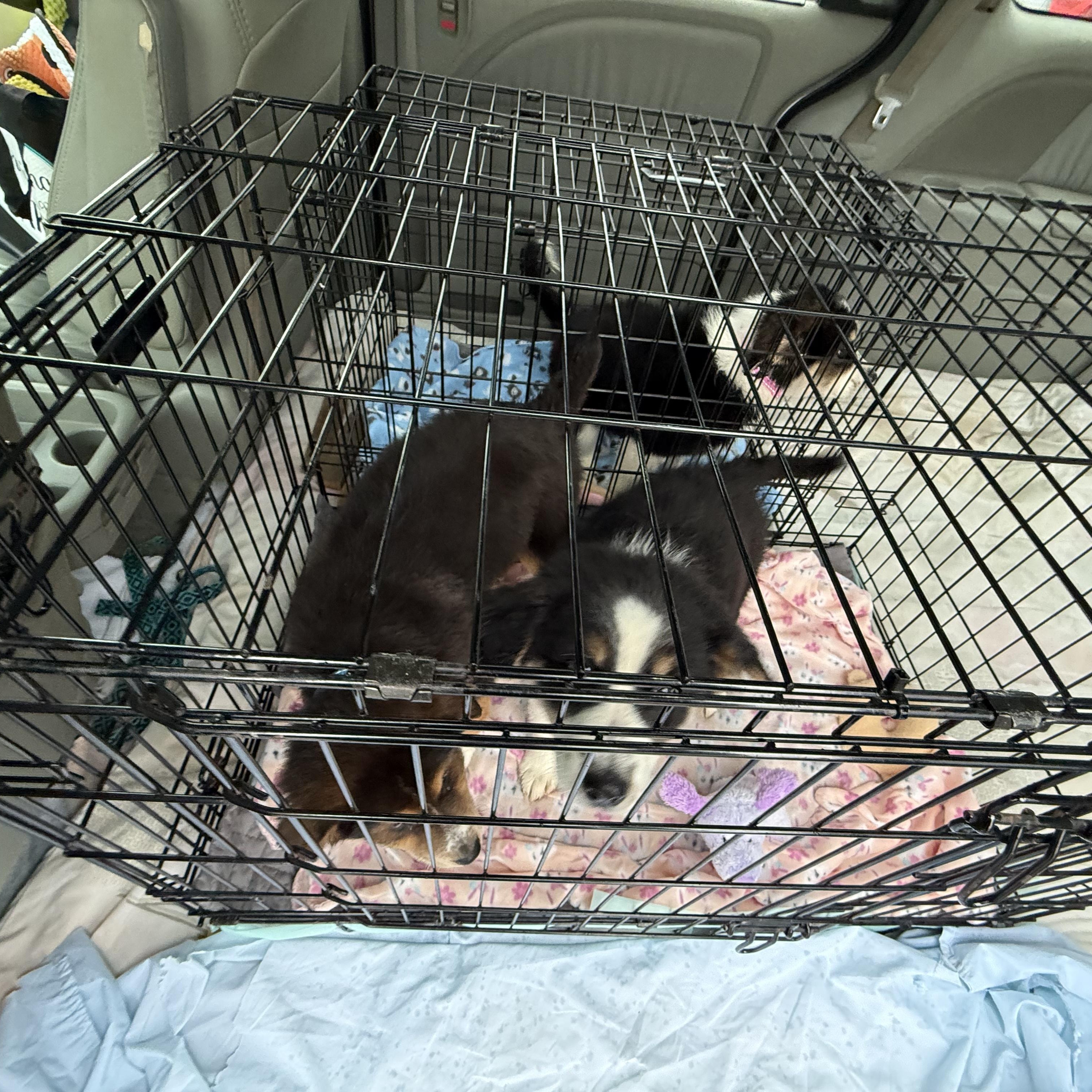 Nutella - Adoptable Pet | Petfinder | Petfinder
