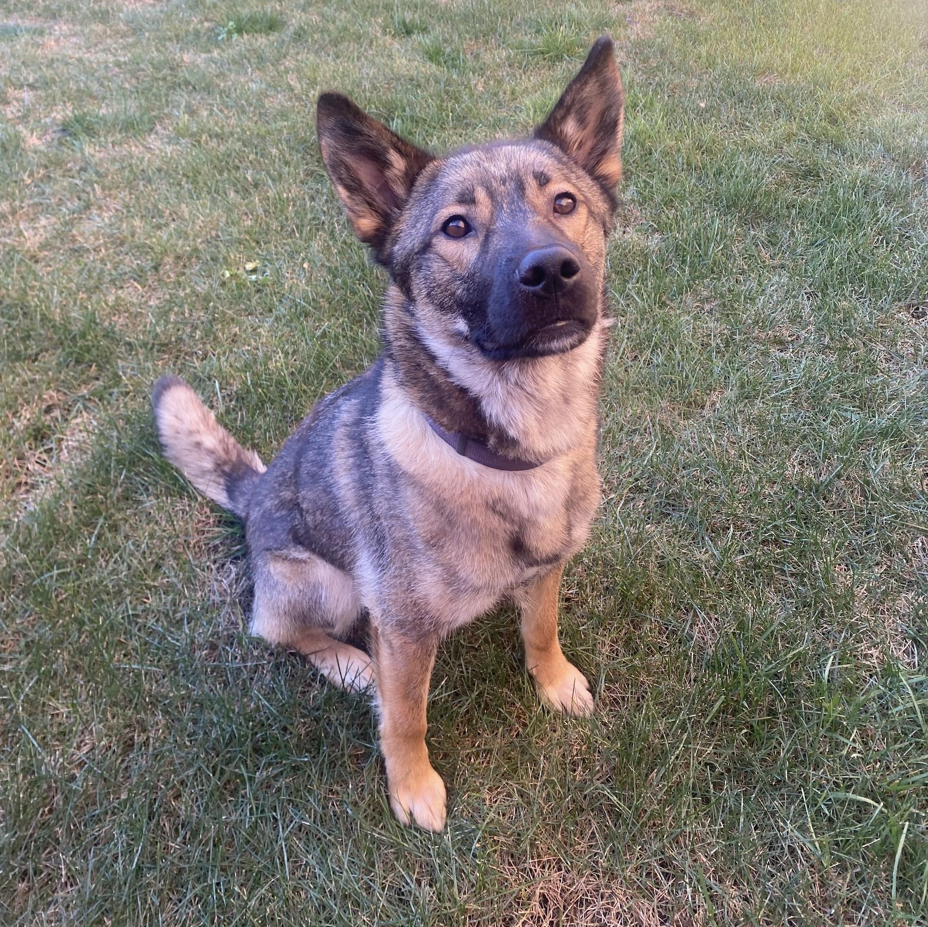 Dog for adoption - Ace, a Husky in Scarborough, ON | Petfinder