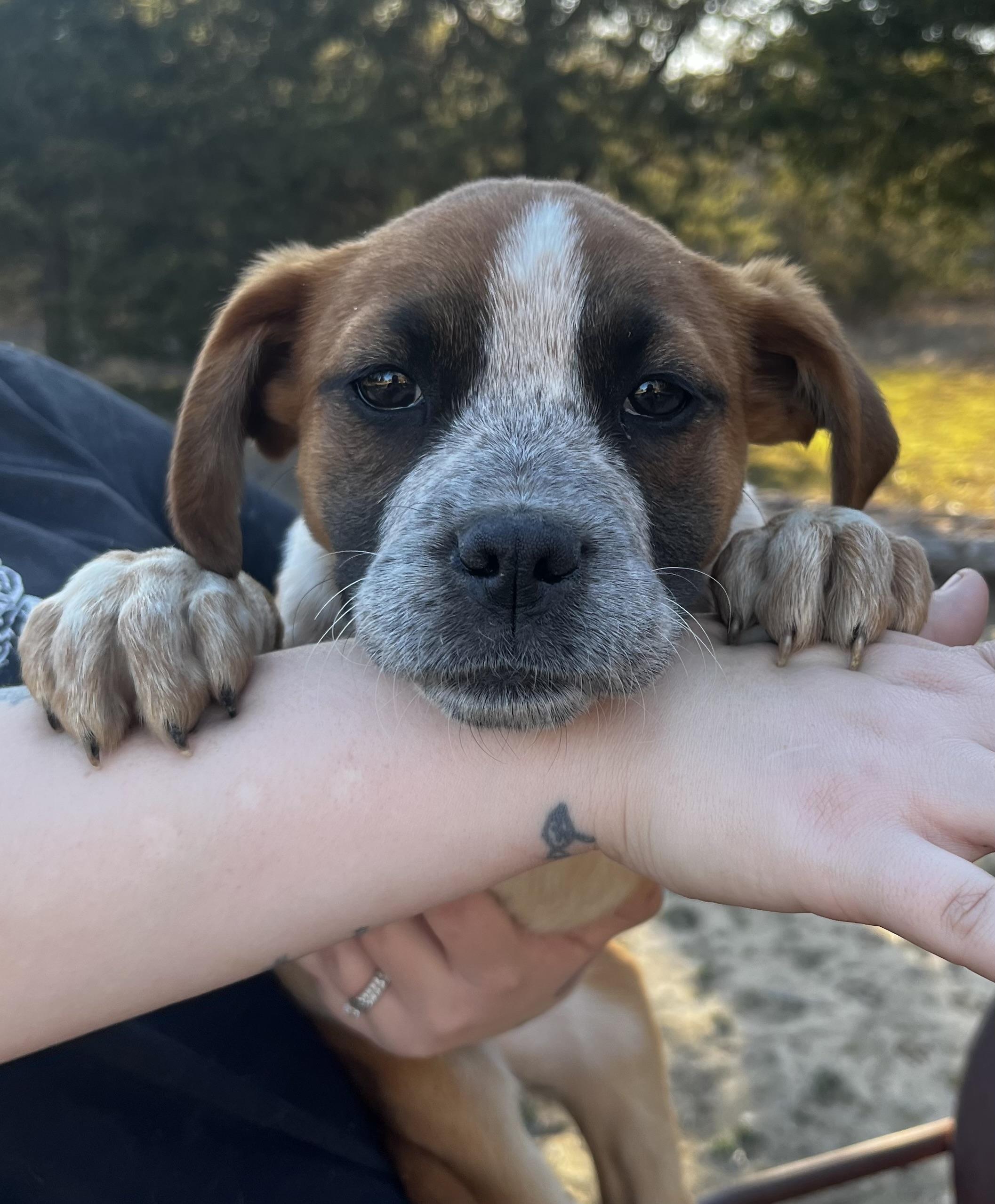 Dog for adoption - Izzie, an Australian Cattle Dog / Blue Heeler ...
