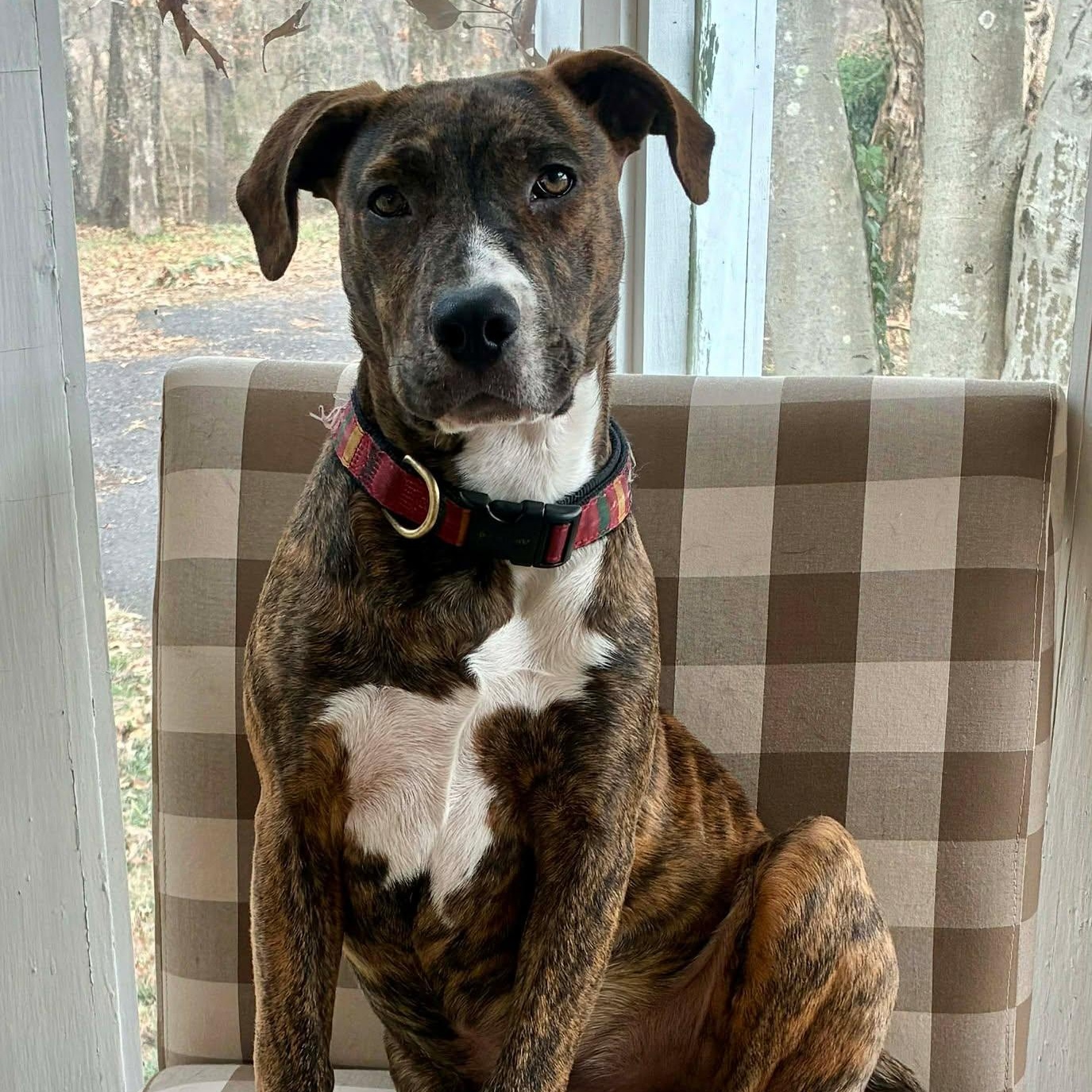 Buddy - Adoptable Pet | Petfinder | Petfinder