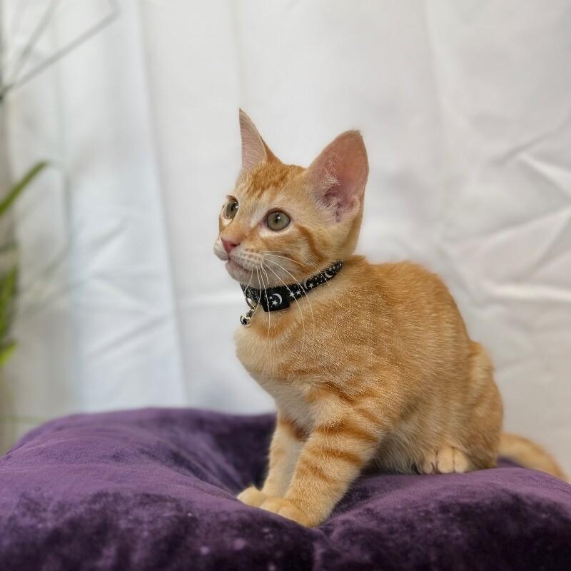 Cat for adoption - Jeff Ray, a Domestic Short Hair Mix in Syracuse, NY | Petfinder