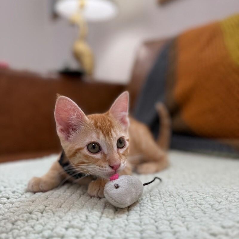 Cat for adoption - Jeff Ray, a Domestic Short Hair Mix in Syracuse, NY ...