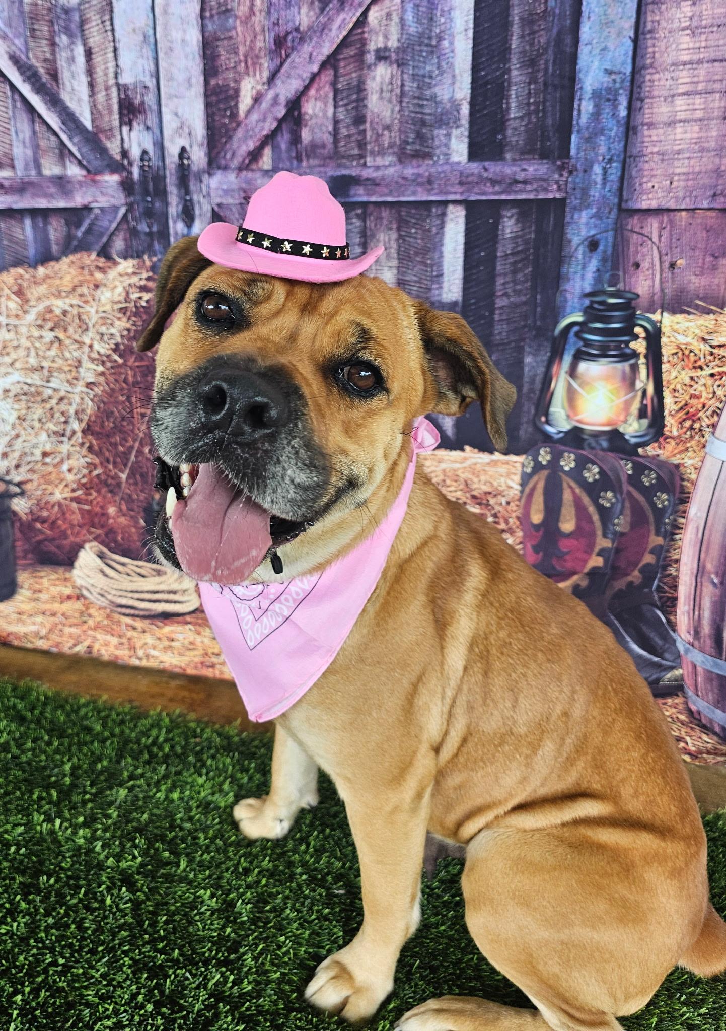 Dog for adoption - Bessie Boopsie, a Boxer Mix in Columbus, OH | Petfinder