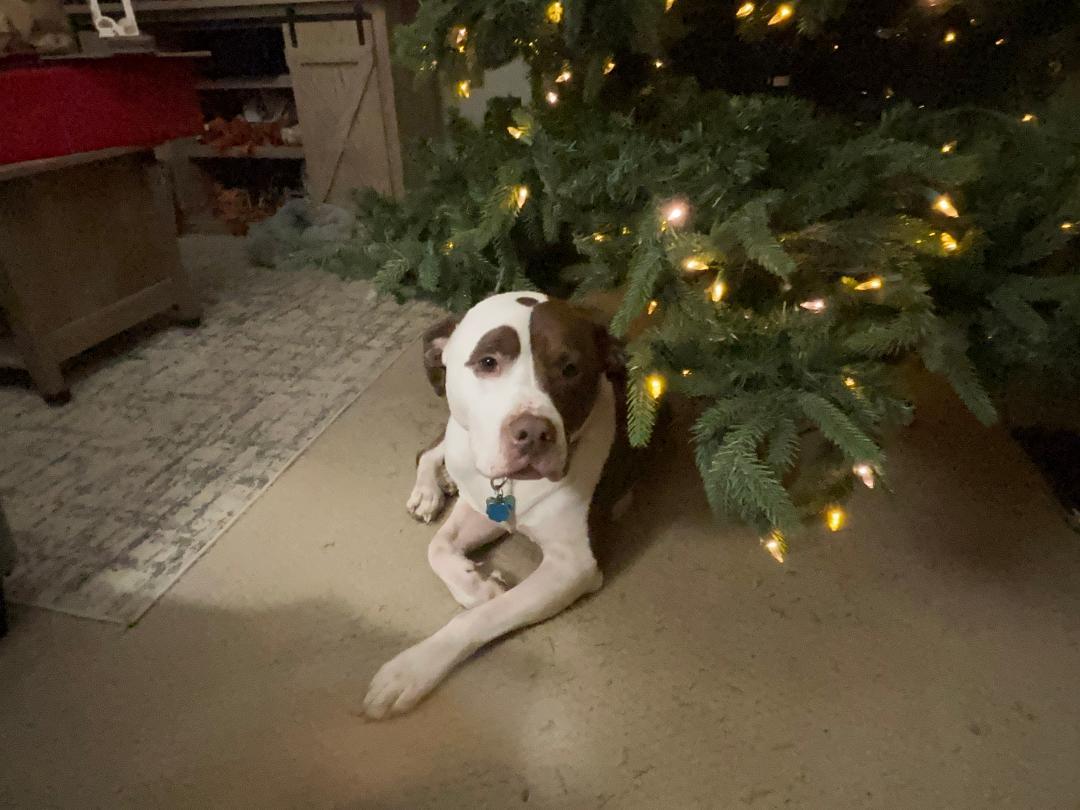 Scout - Adoptable Pet | Petfinder | Petfinder