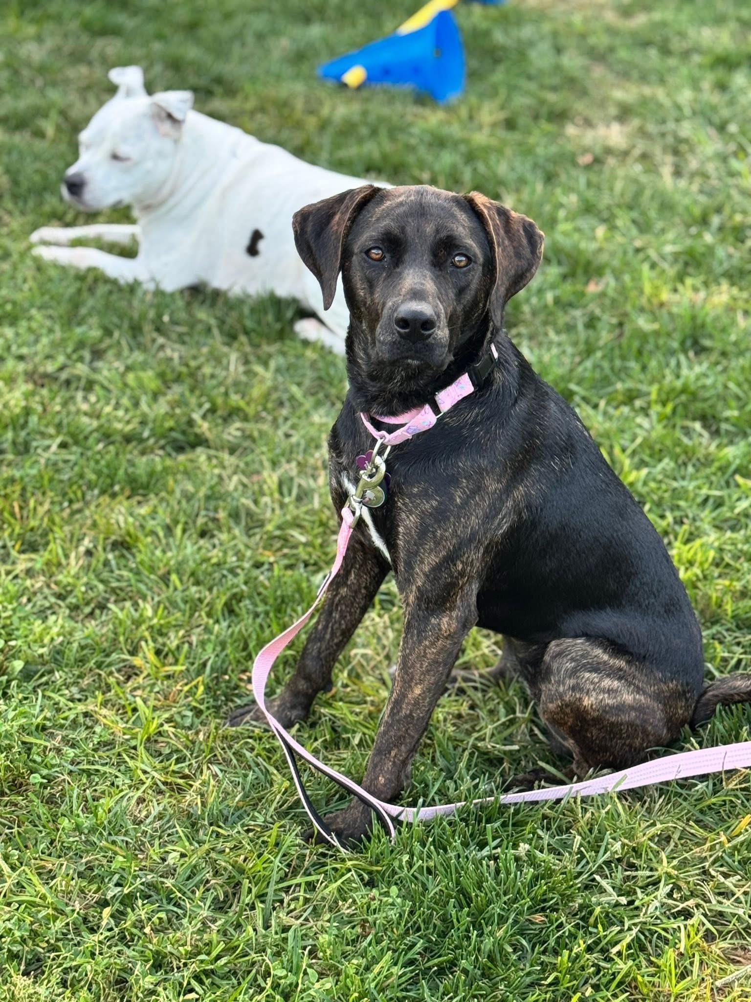 Dog for adoption - Ophelia, a Bloodhound & Rottweiler Mix in Milford ...