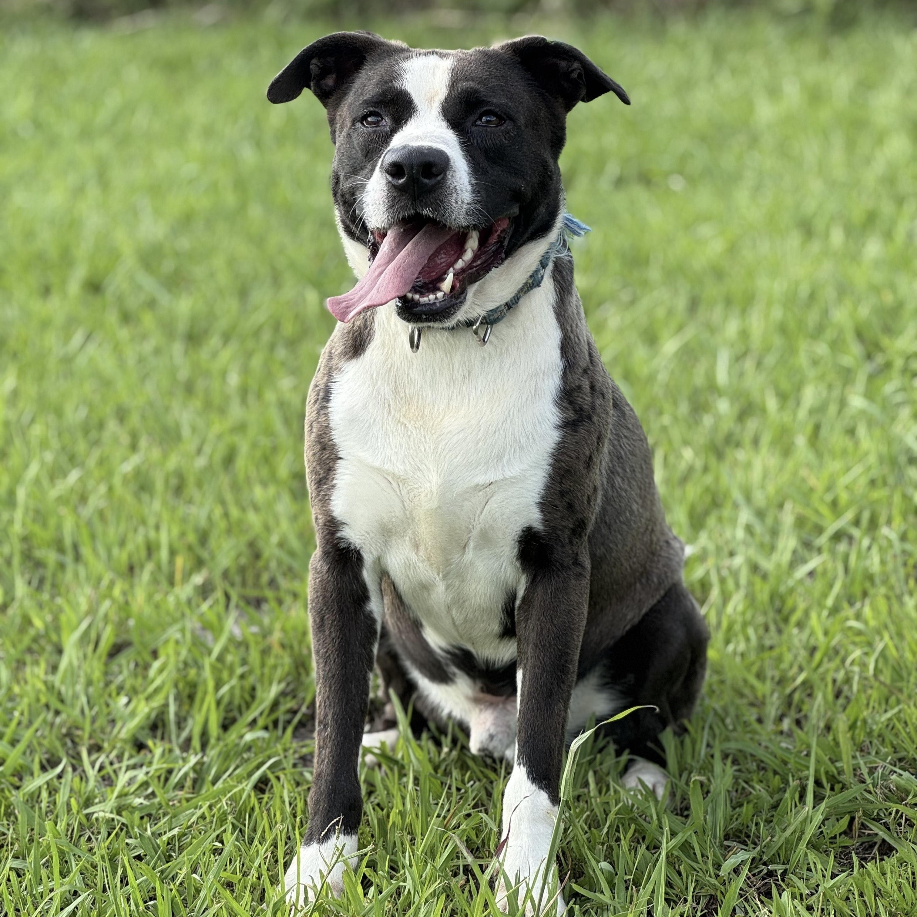 Dog for adoption - Jack Malloy, a Border Collie & American ...
