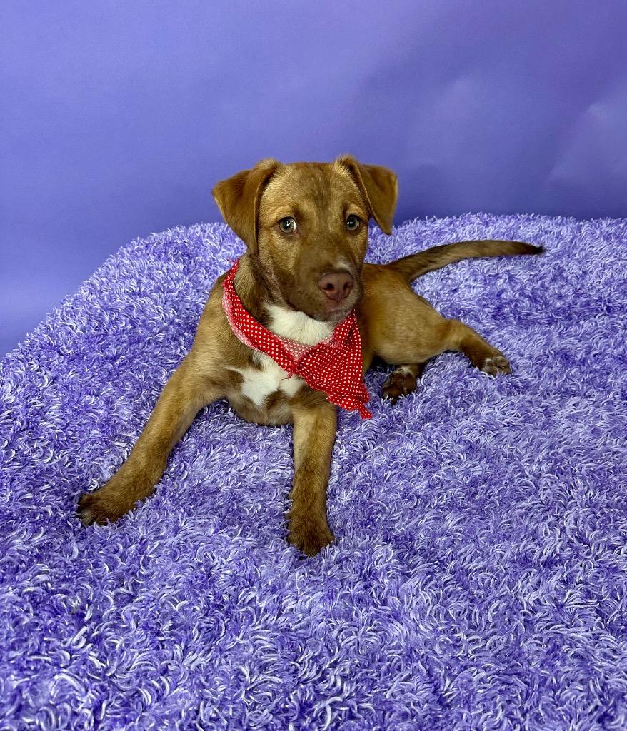 Dog for adoption - Randy, a Mixed Breed in Tacoma, WA | Petfinder