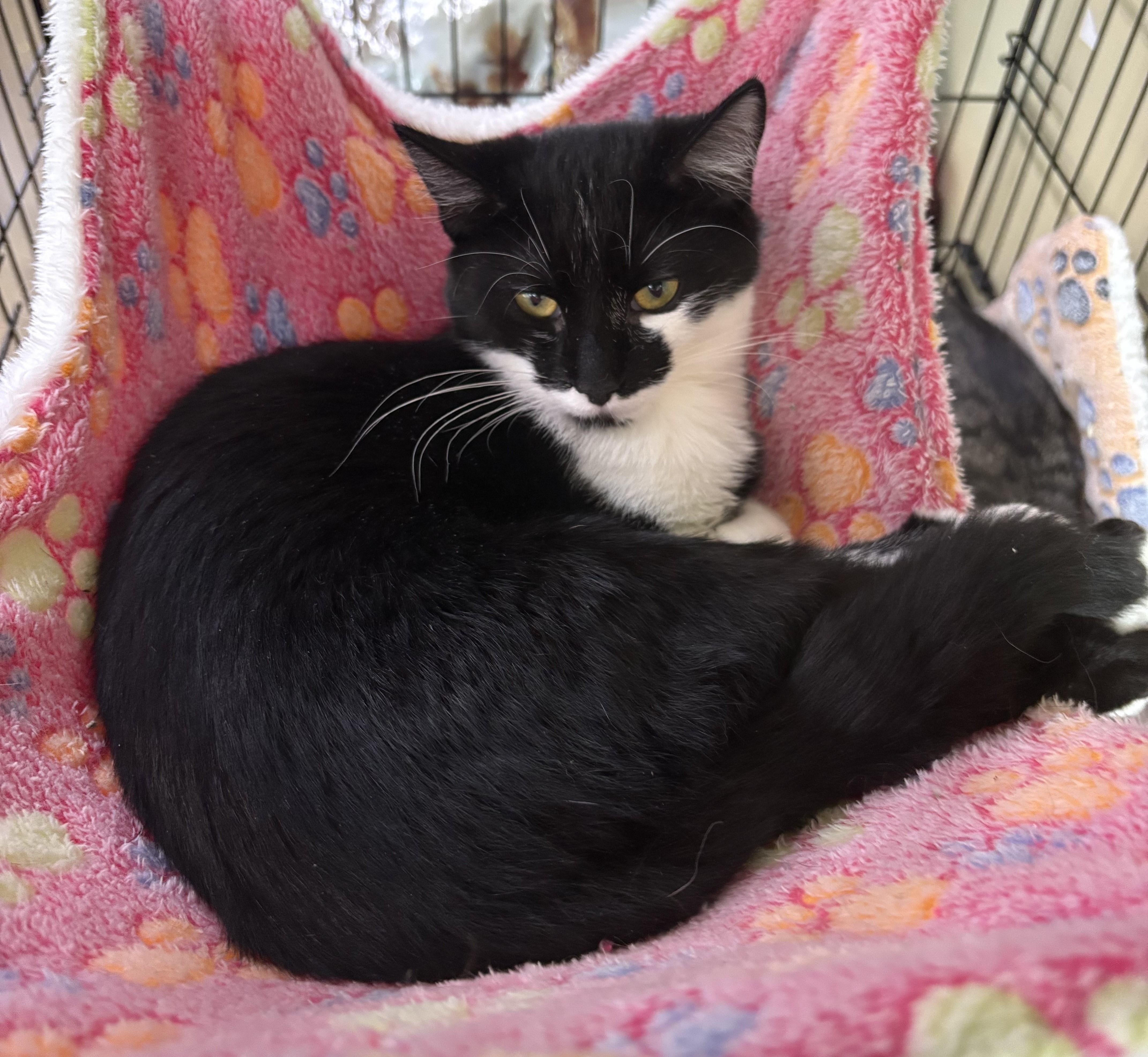 Cat for adoption - Sphere, a Domestic Short Hair in Allison Park, PA ...