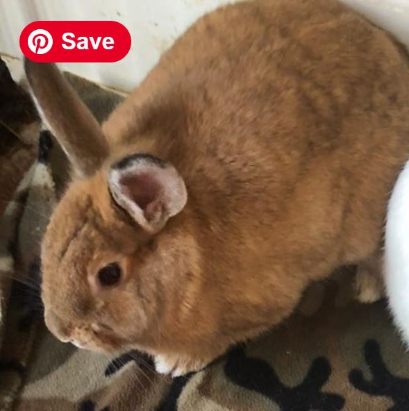 Rabbit for adoption - Willow, a Bunny Rabbit in Paradis, LA | Petfinder