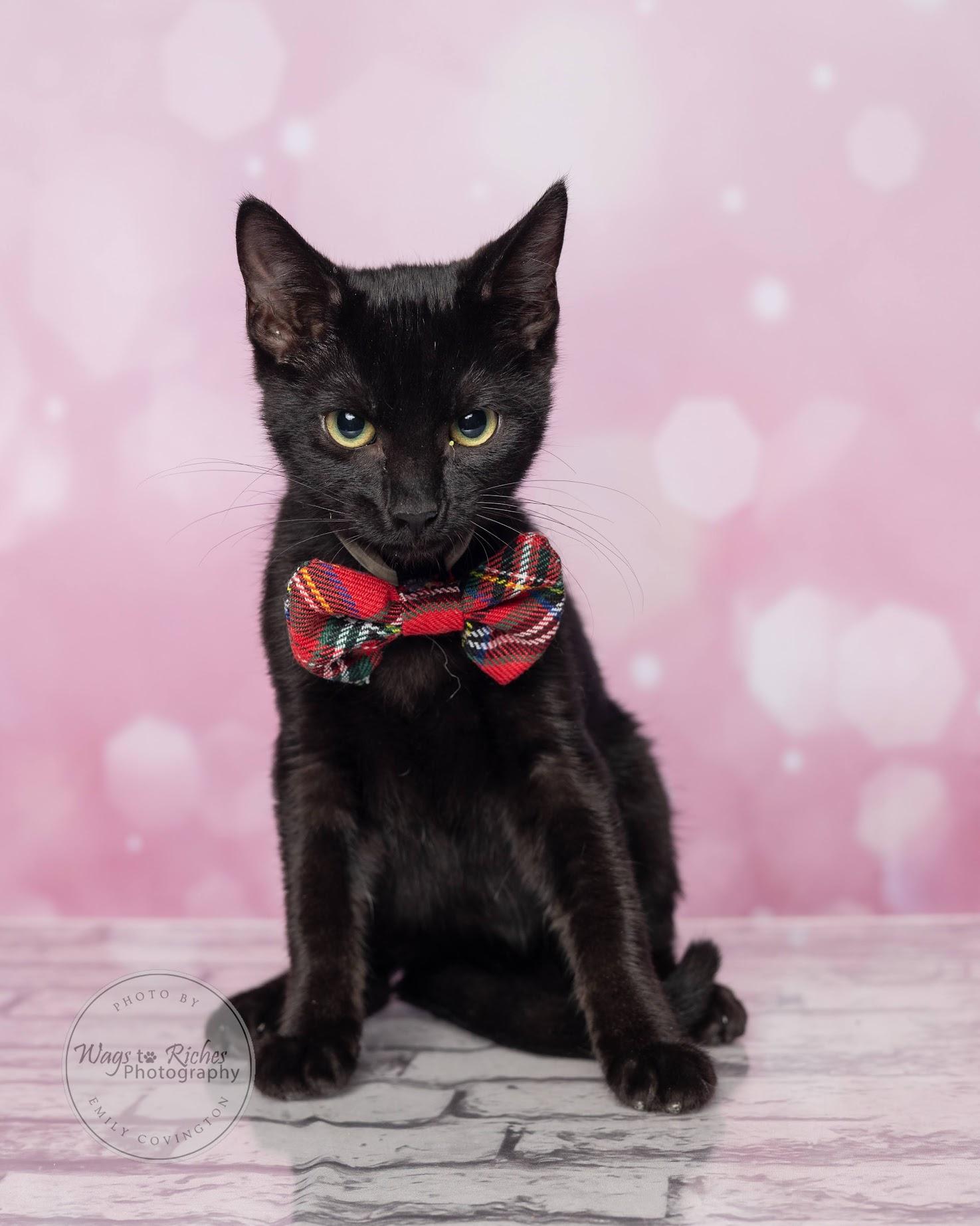 Cat for adoption - Norton - Adopted, a Domestic Short Hair & Bombay Mix ...