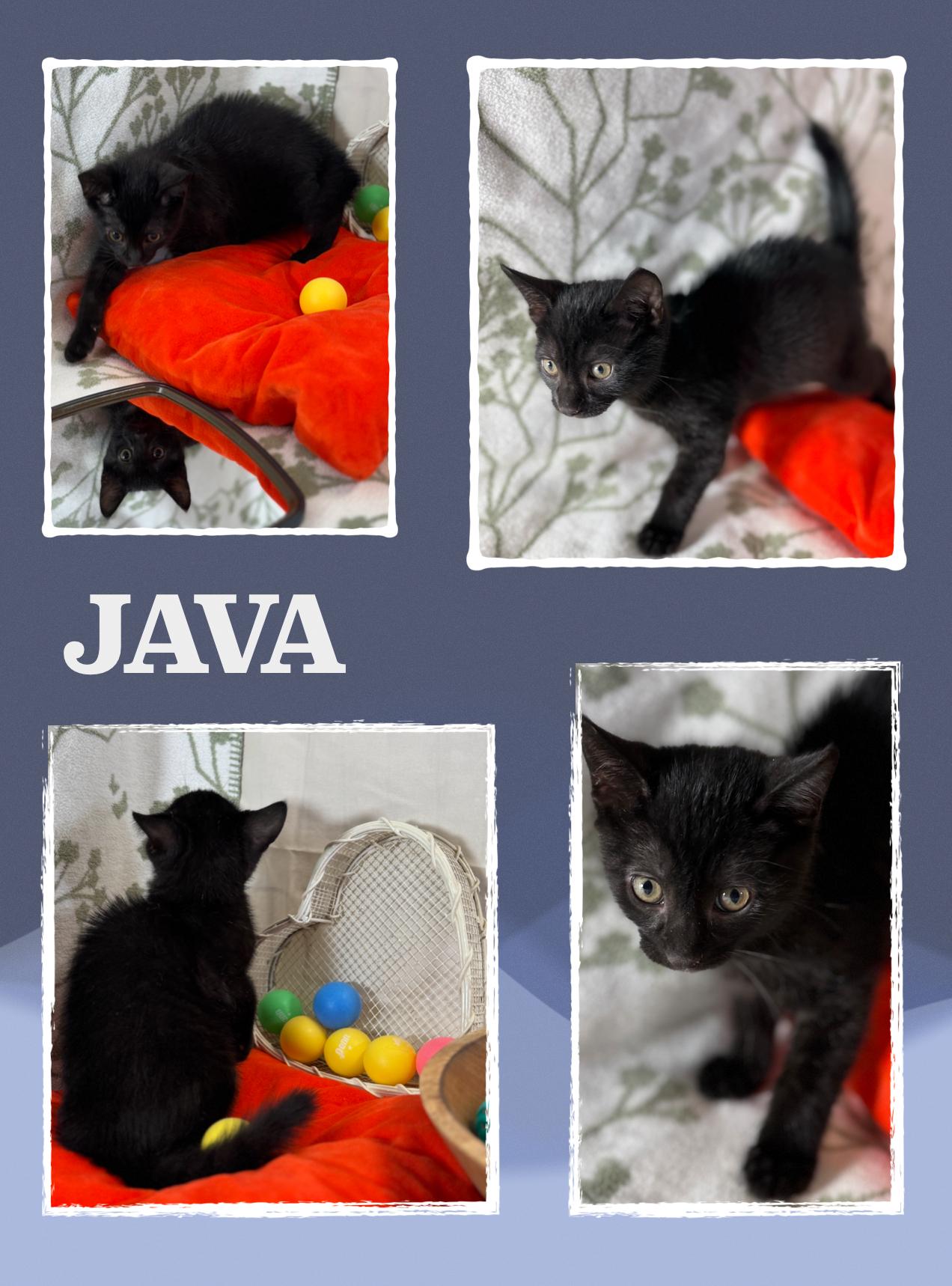 Cat for adoption - Java, a Domestic Short Hair in Shrewsbury, MA ...
