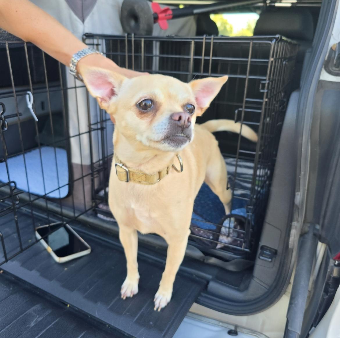 Dog for adoption - Edith, a Chihuahua Mix in Powell Butte, OR | Petfinder