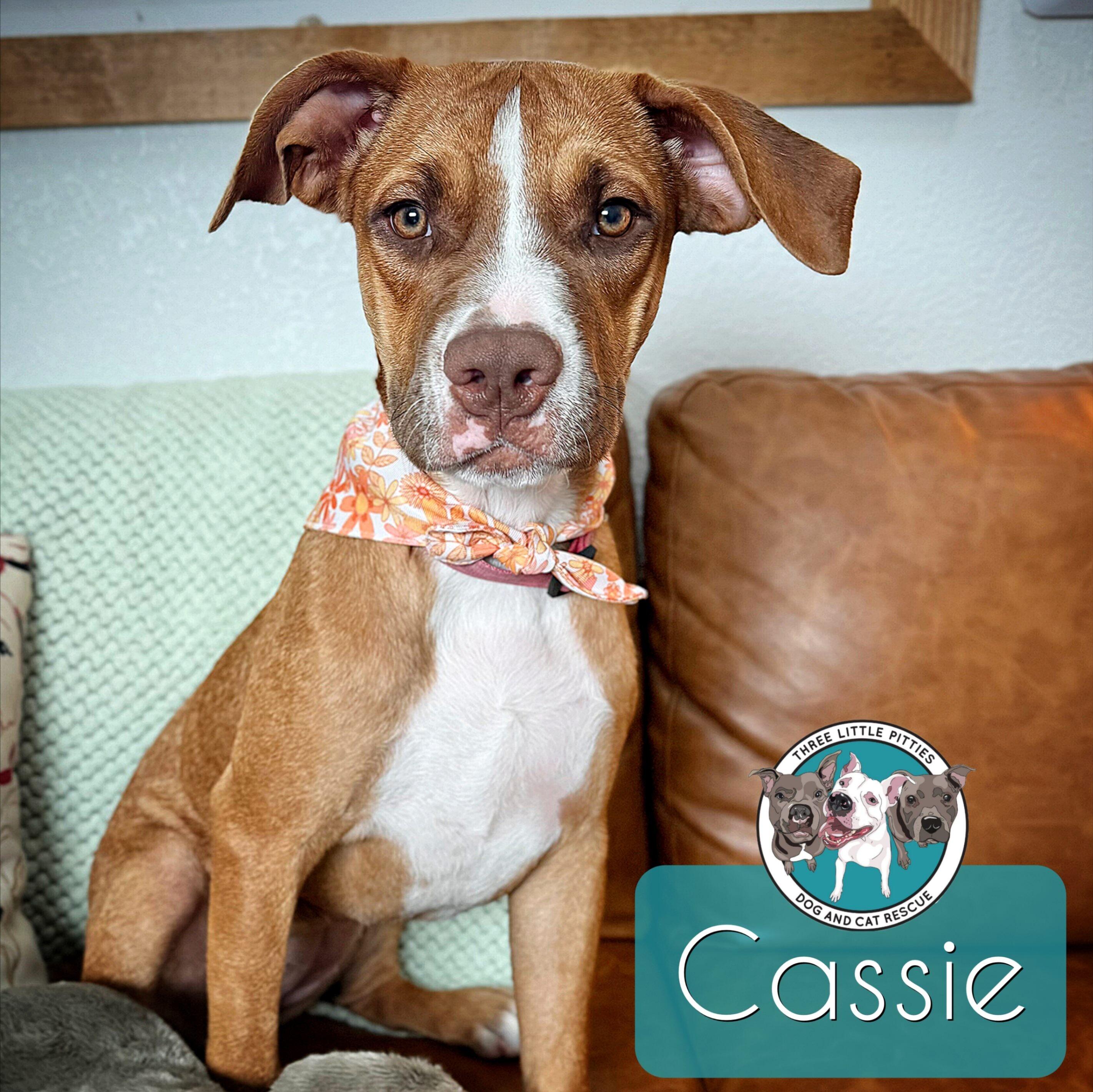 Dog for adoption - Cassie Tate, a Pit Bull Terrier & Labrador Retriever ...