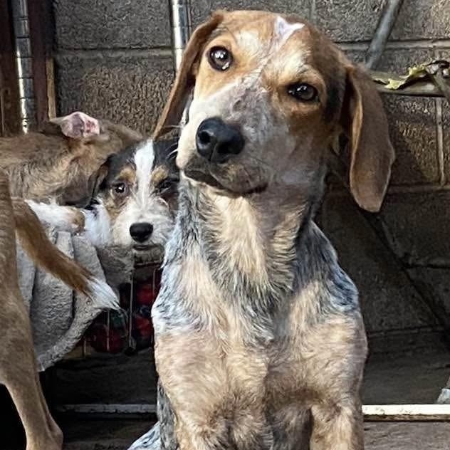 Dog for adoption - Shiloh Serenade PC, a Basset Hound & Beagle Mix in ...