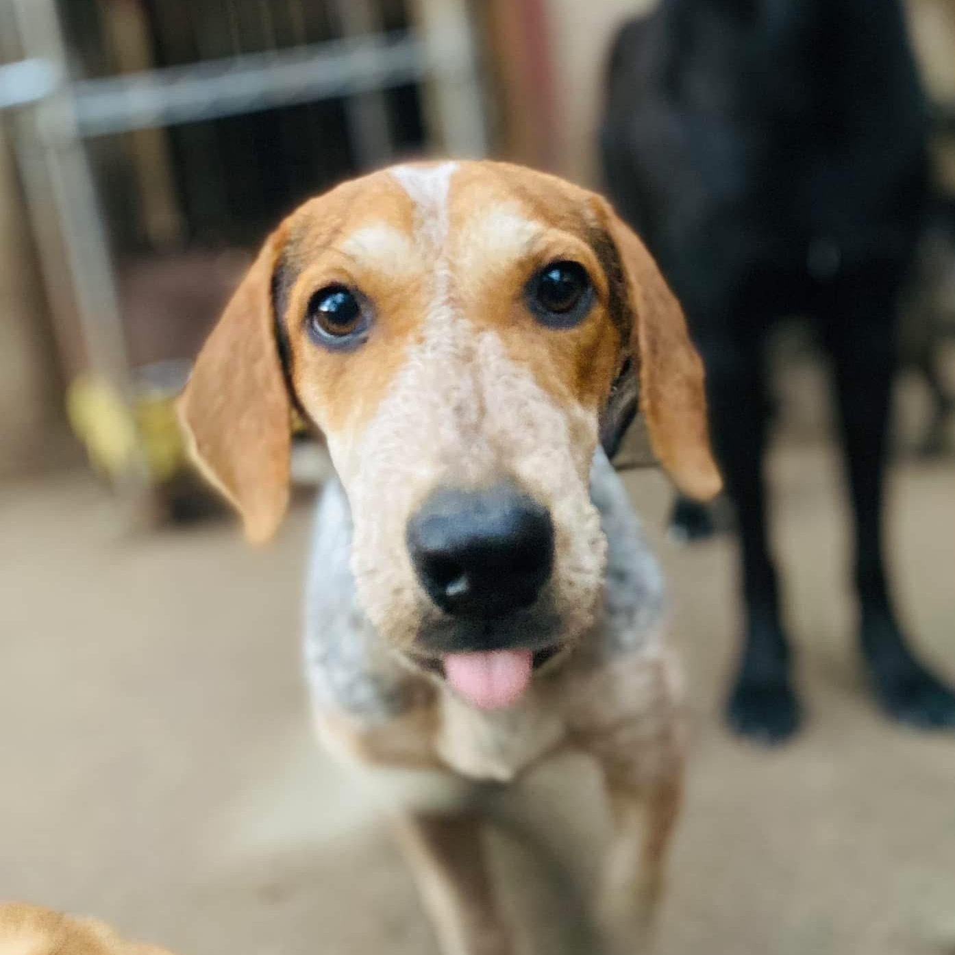 Dog for adoption - Shiloh Serenade PC, a Basset Hound & Beagle Mix in ...