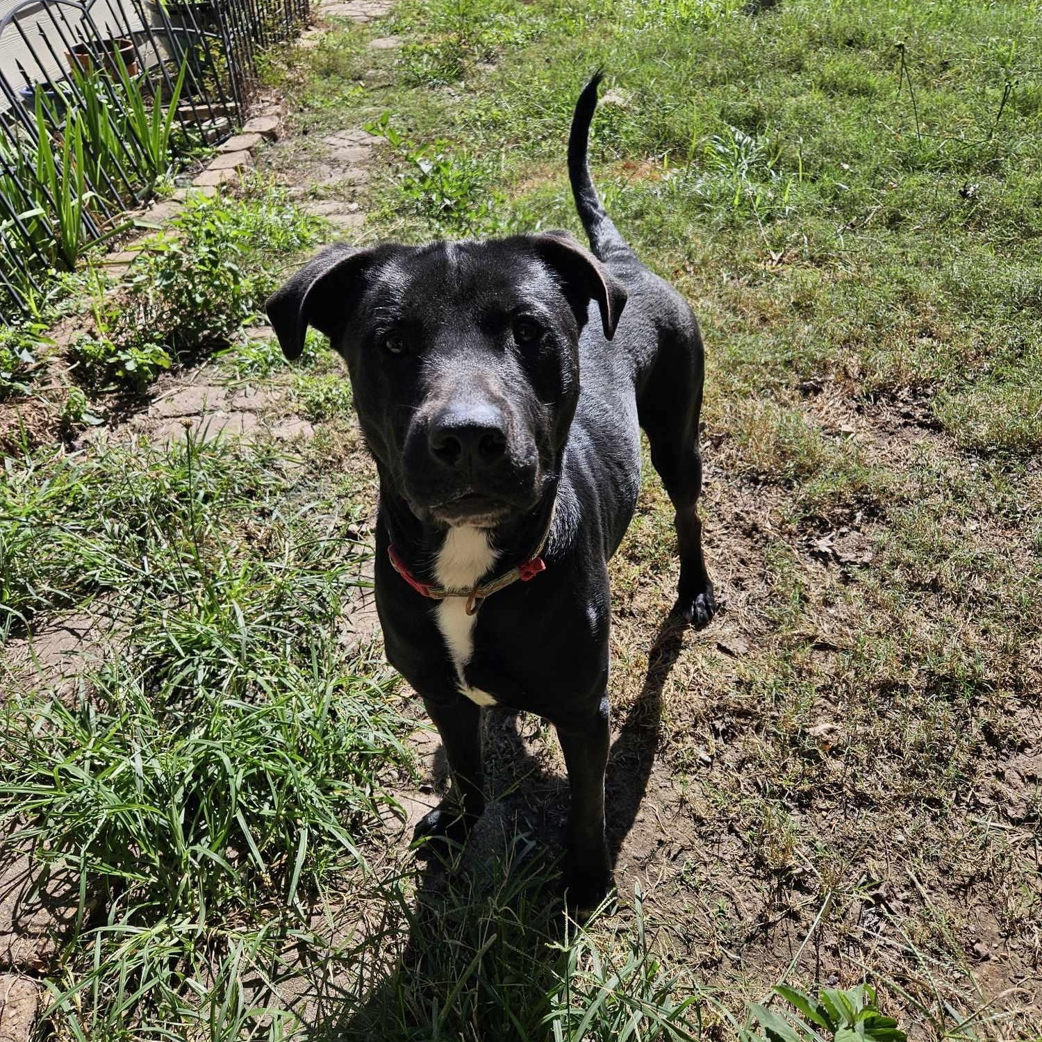 Dog for adoption - Duque, a Labrador Retriever Mix in Federal Way , WA ...