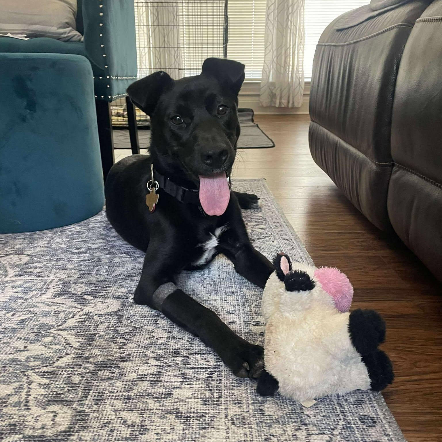 Dog for adoption - Mia, a Terrier in Tacoma, WA | Petfinder