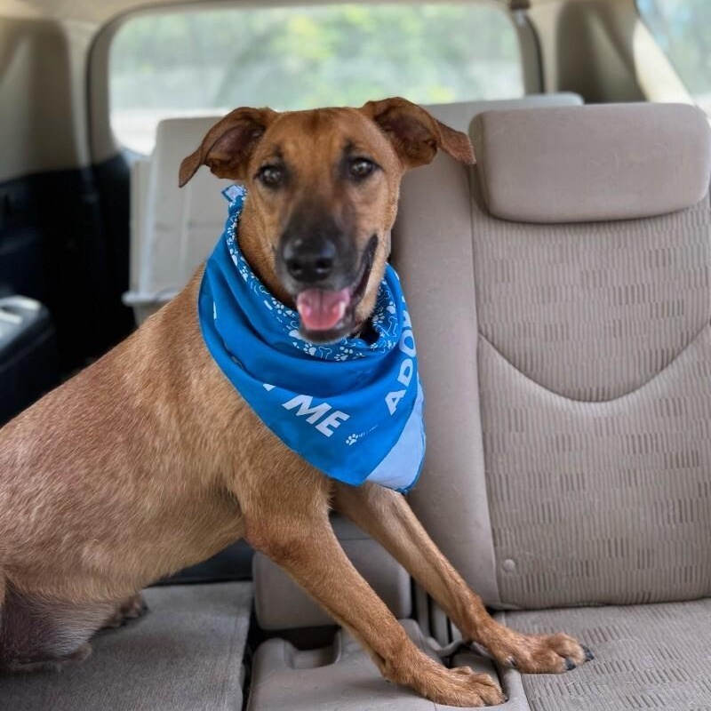 Dog for adoption - Sheldon Cooper, a Black Mouth Cur & Greyhound Mix in ...