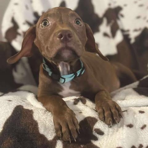 Dog for adoption - Moca, a Chocolate Labrador Retriever Mix in Edison ...